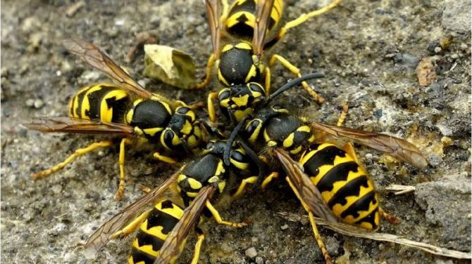 Angry wasps proving a brown bin menace for Ballymena householders ...